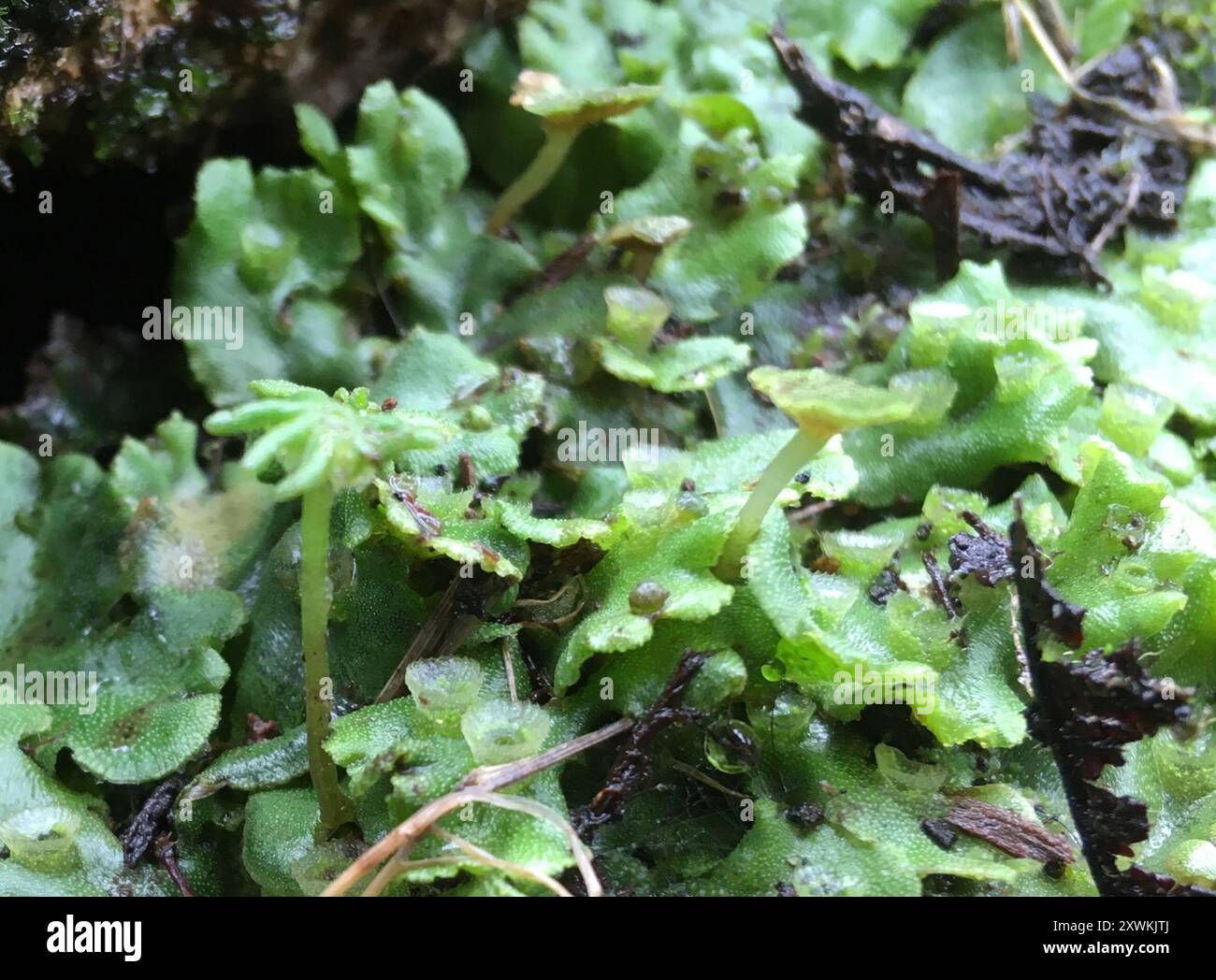 Common Liverwort (Marchantia polymorpha) Plantae Stock Photo - Alamy