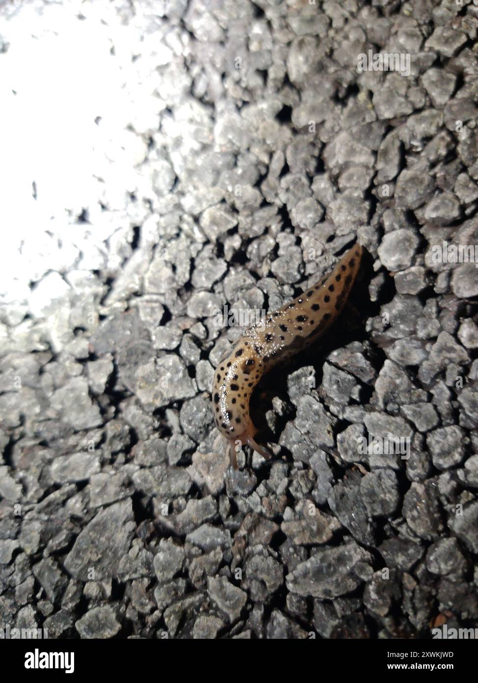 Leopard Slug (Limax maximus) Mollusca Stock Photo - Alamy
