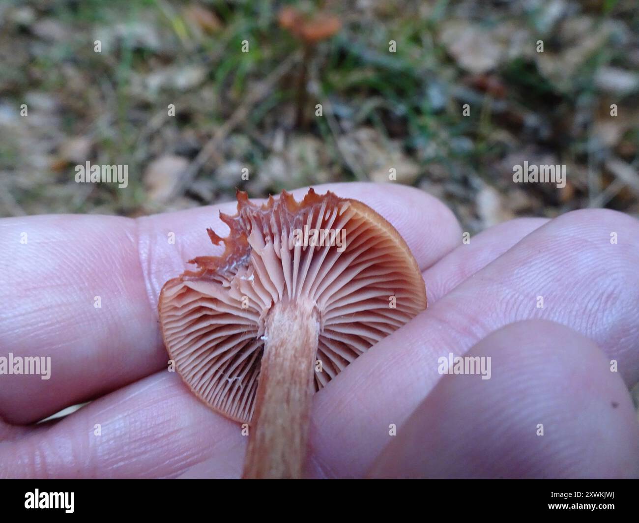 Deceivers (Laccaria) Fungi Stock Photo - Alamy