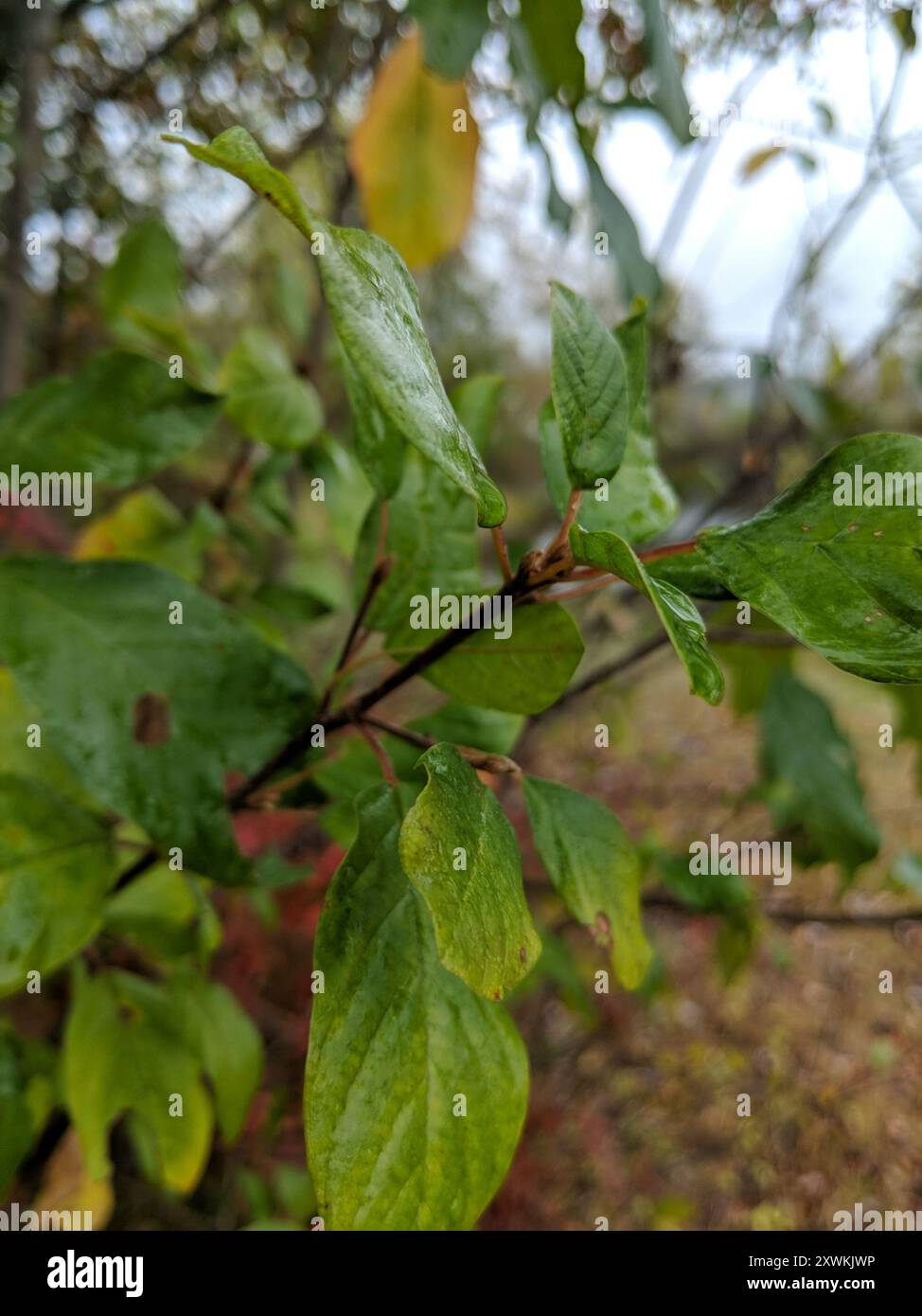 alder buckthorn (Frangula alnus) Plantae Stock Photo - Alamy
