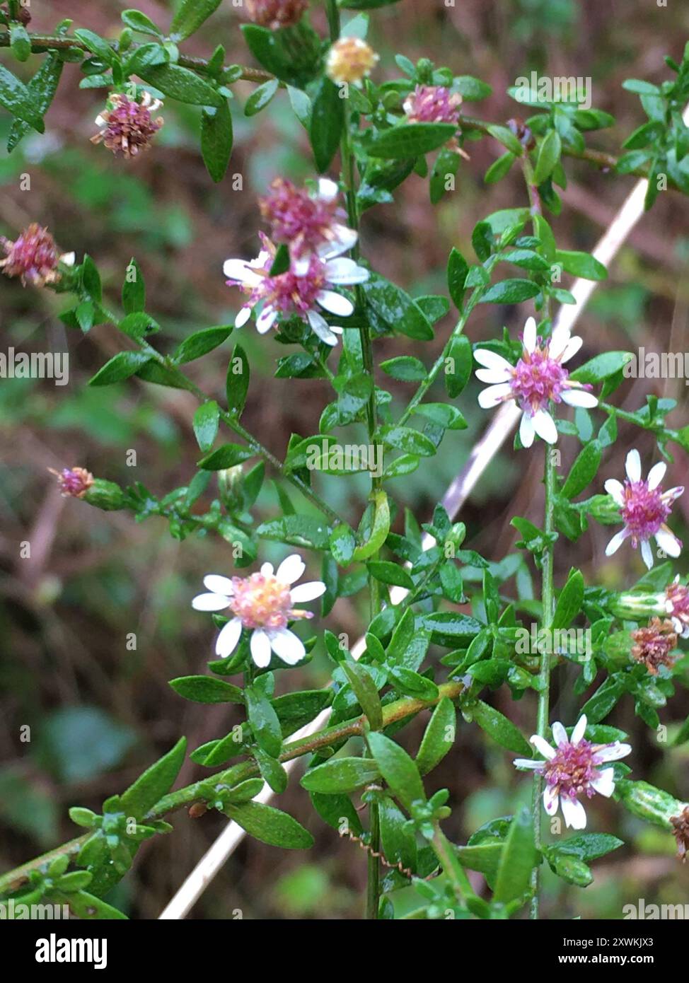 calico aster (Symphyotrichum lateriflorum) Plantae Stock Photo - Alamy