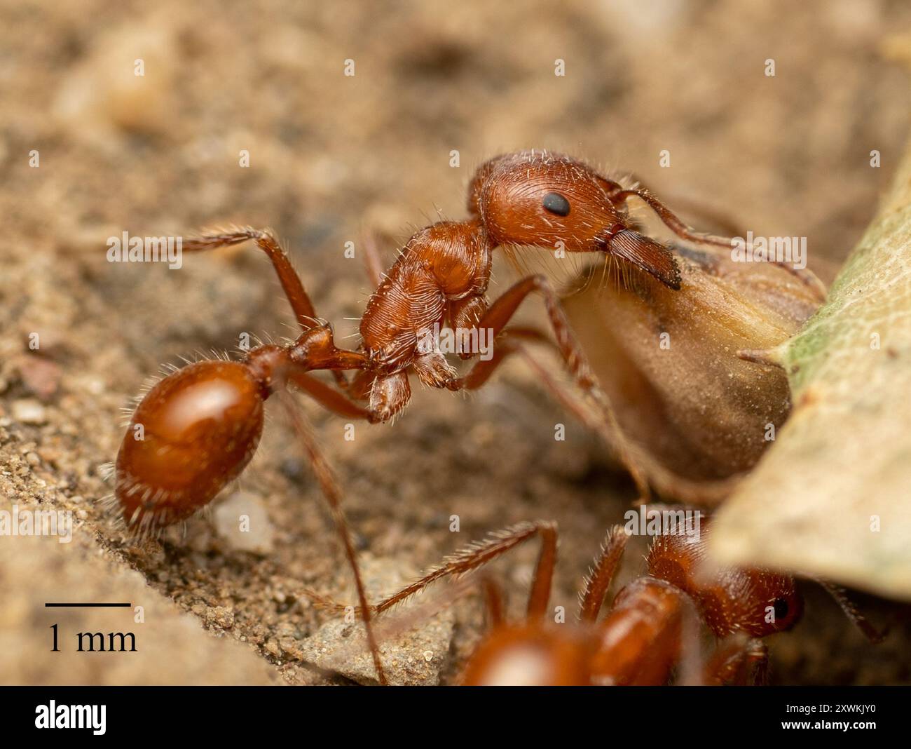 Typical American Harvester Ants (Pogonomyrmex) Insecta Stock Photo - Alamy