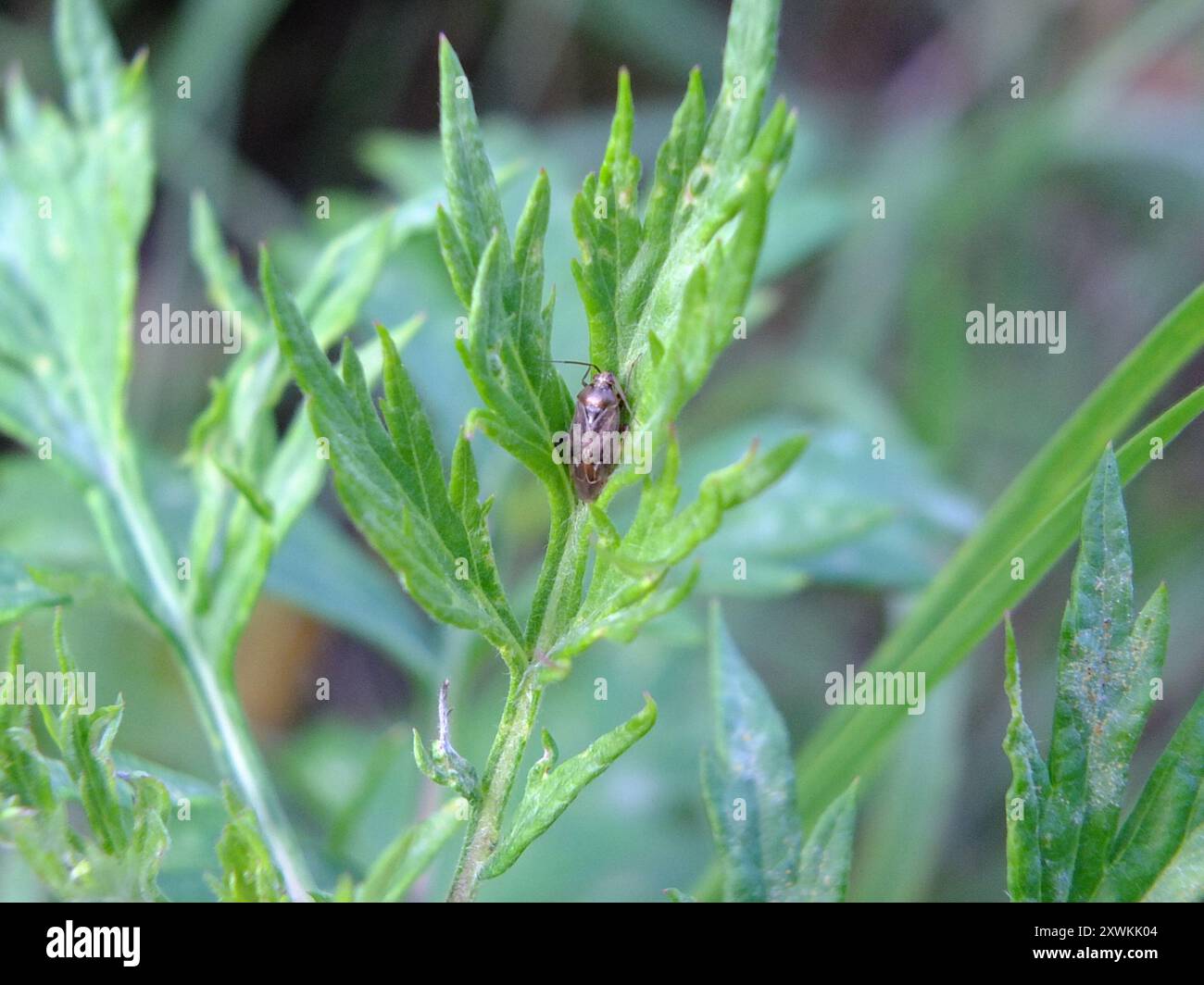 Lygus Bugs (Lygus) Insecta Stock Photo - Alamy