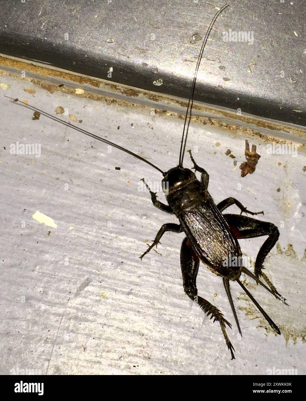 Fall Field Cricket (Gryllus pennsylvanicus) Insecta Stock Photo - Alamy