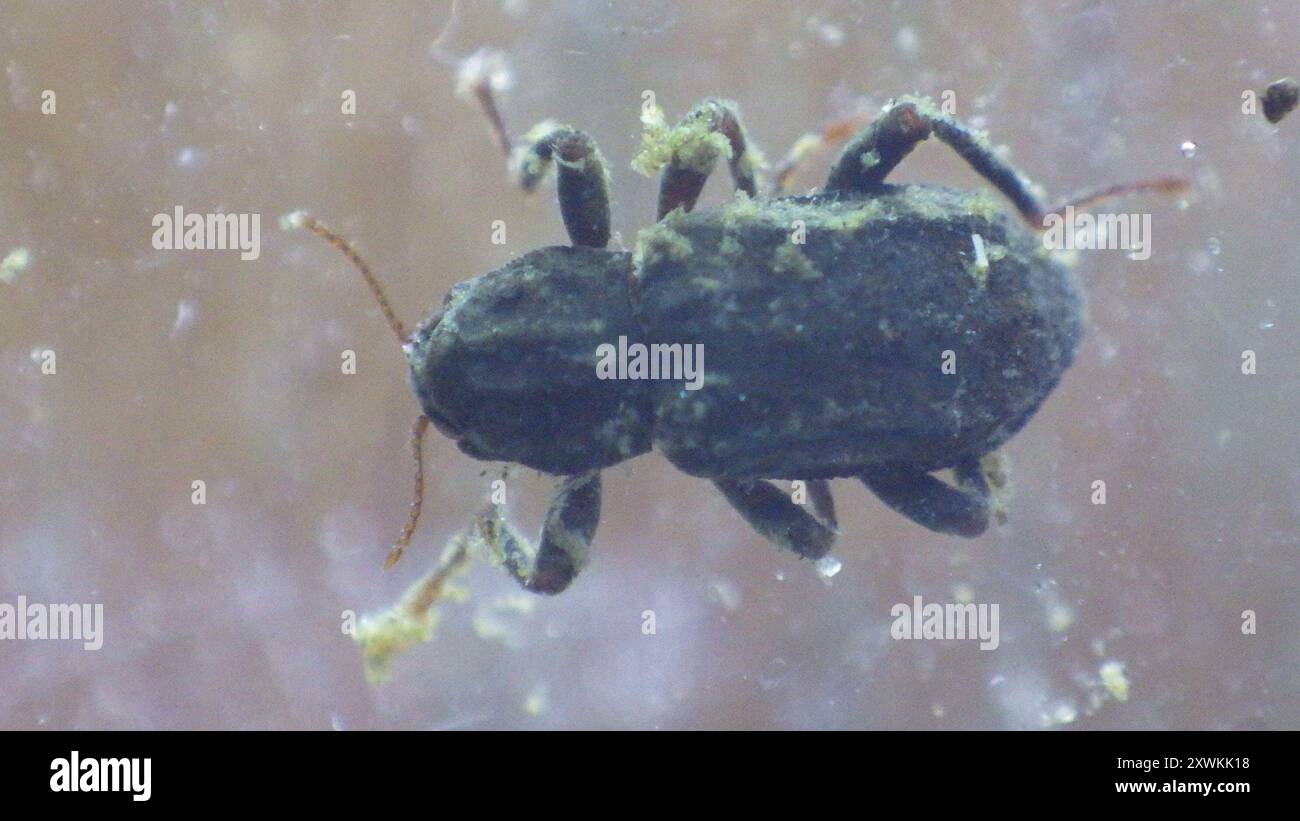 Riffle Beetles (Elmidae) Insecta Stock Photo - Alamy