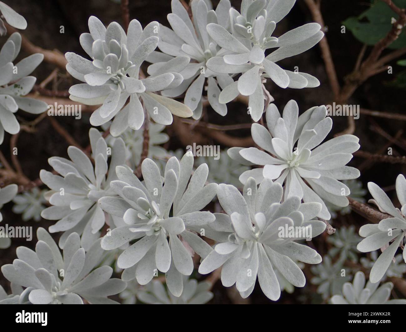 (Crossostephium chinense) Plantae Stock Photo - Alamy