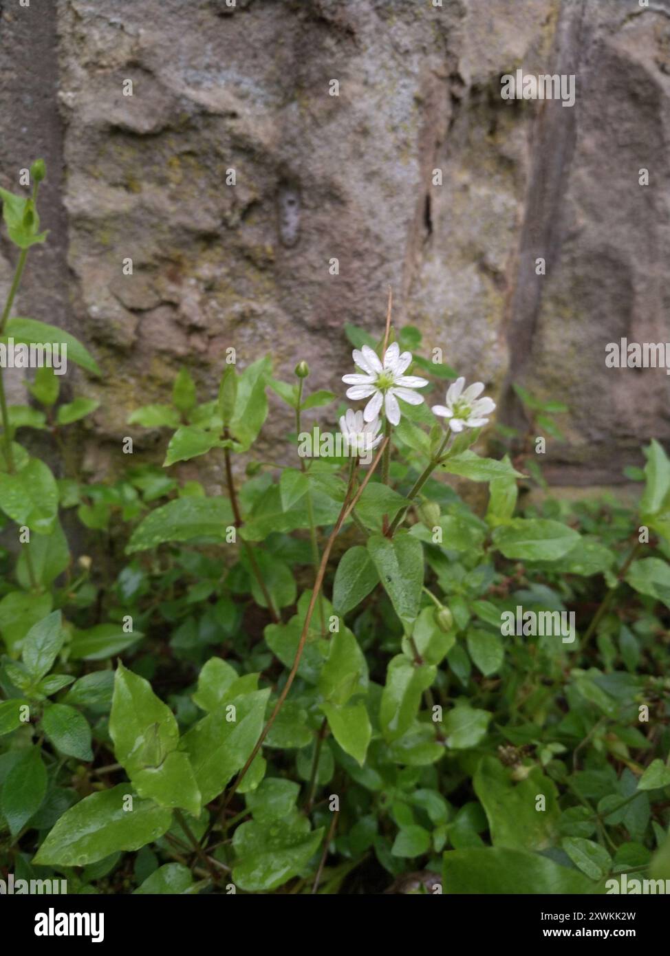 Water Chickweed (Stellaria aquatica) Plantae Stock Photo - Alamy