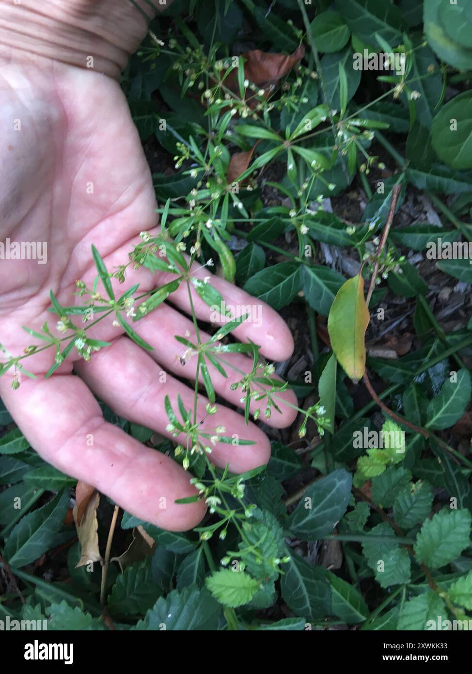 green carpetweed (Mollugo verticillata) Plantae Stock Photo - Alamy