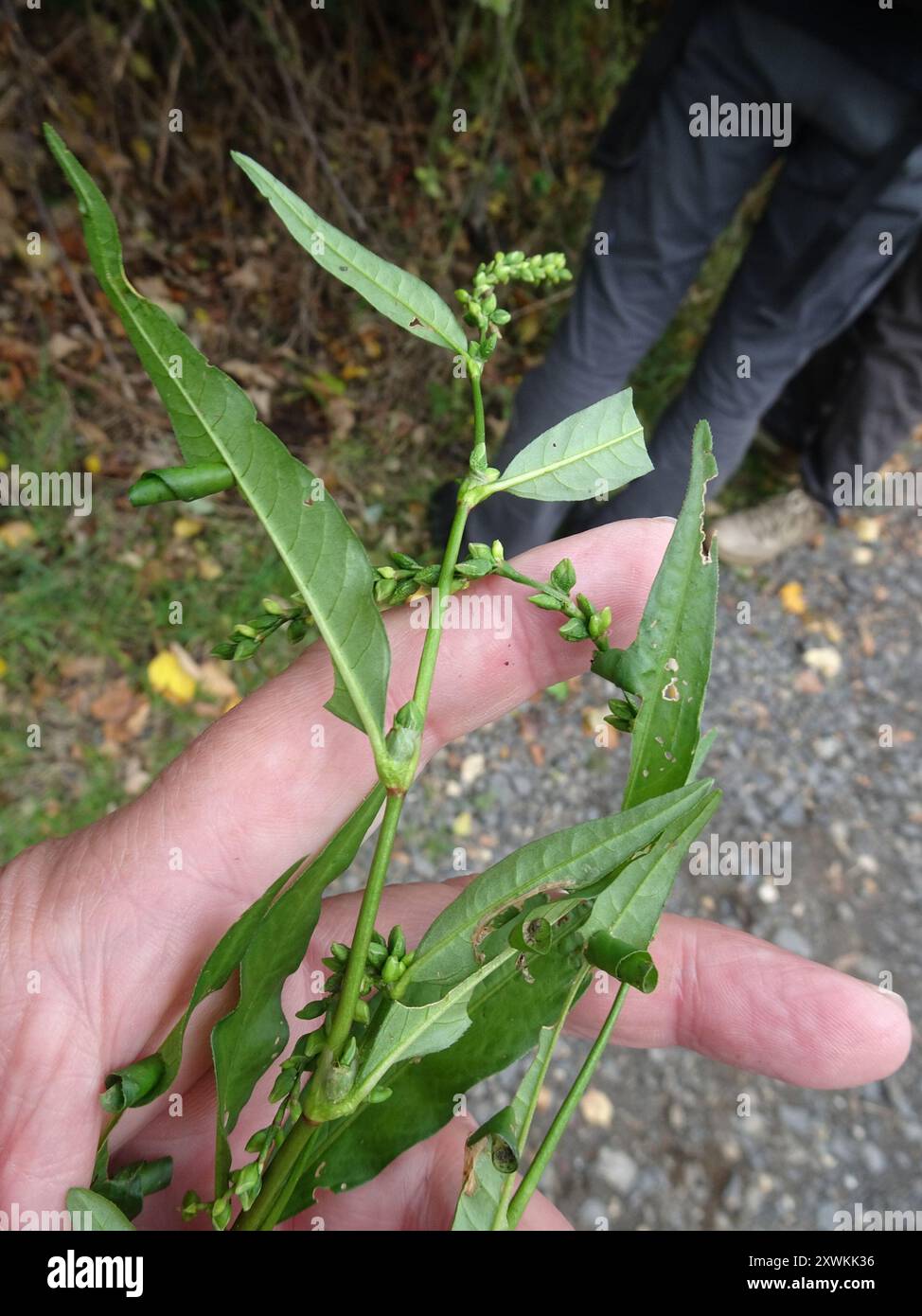 waterpepper (Persicaria hydropiper) Plantae Stock Photo - Alamy