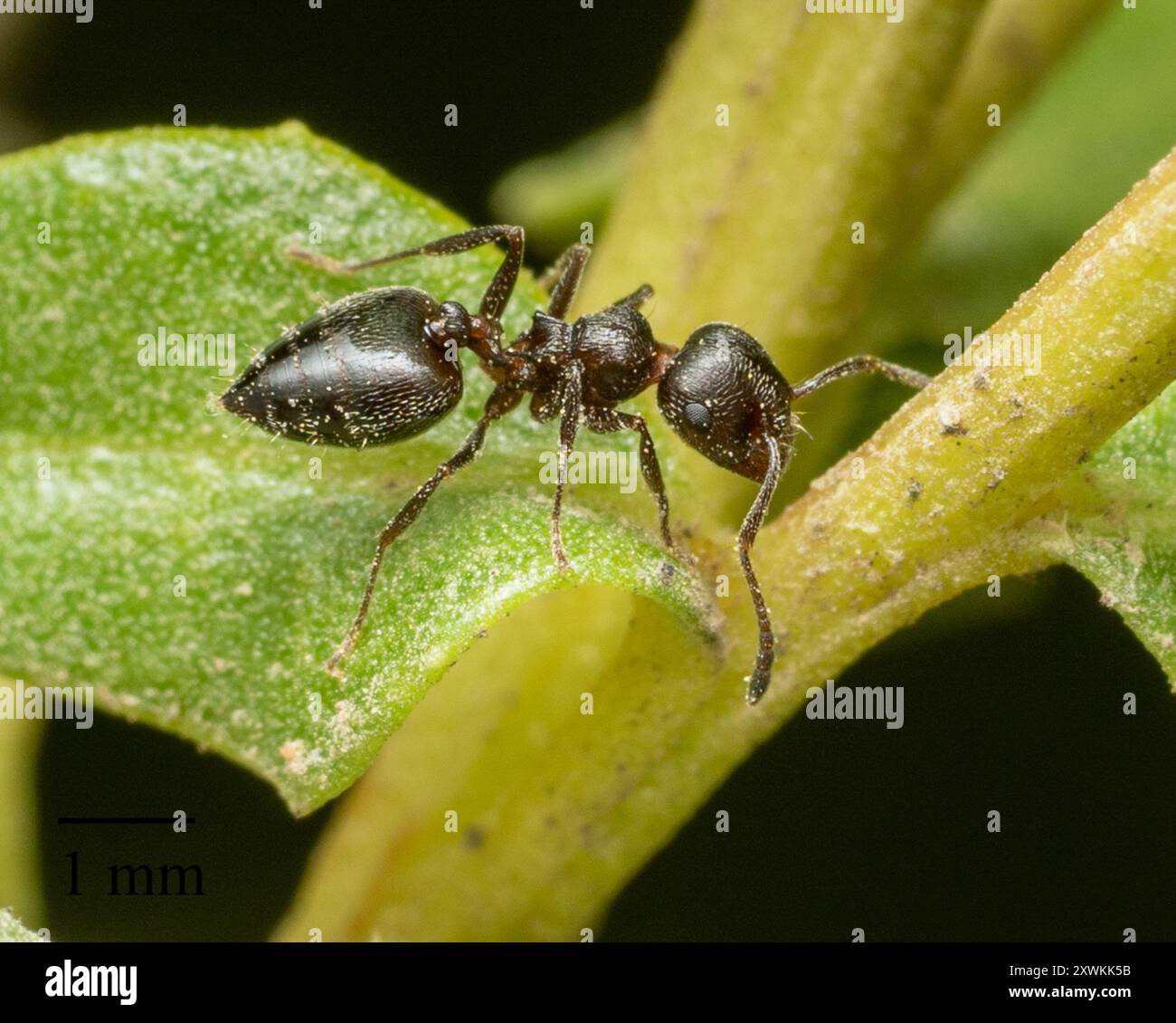 Acrobat Ants and Cocktail Ants (Crematogaster) Insecta Stock Photo - Alamy