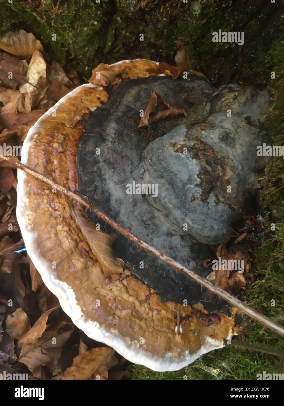 Red-banded Polypore (Fomitopsis pinicola) Fungi Stock Photo - Alamy