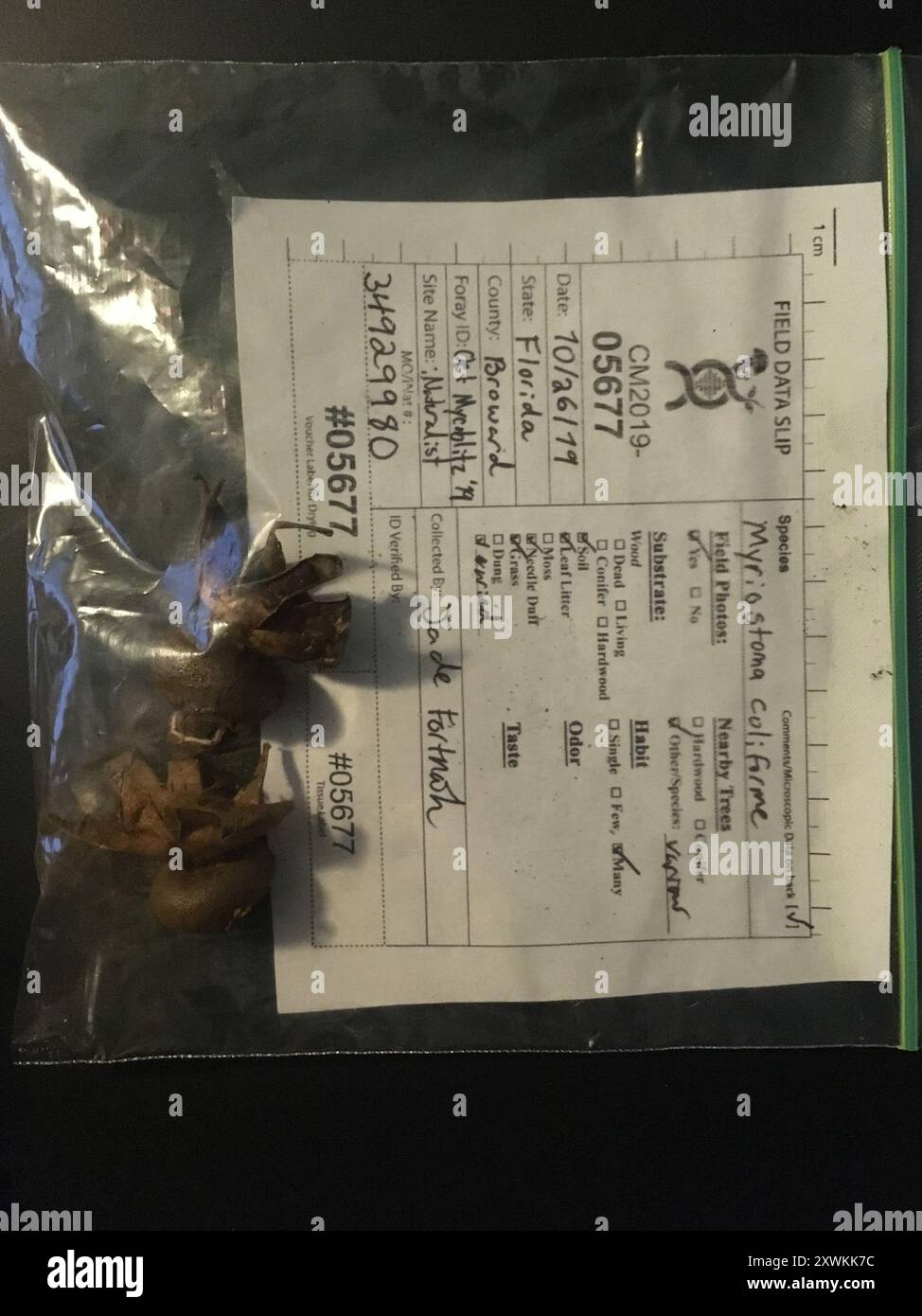 Pepper Pot (Myriostoma coliforme) Fungi Stock Photo - Alamy