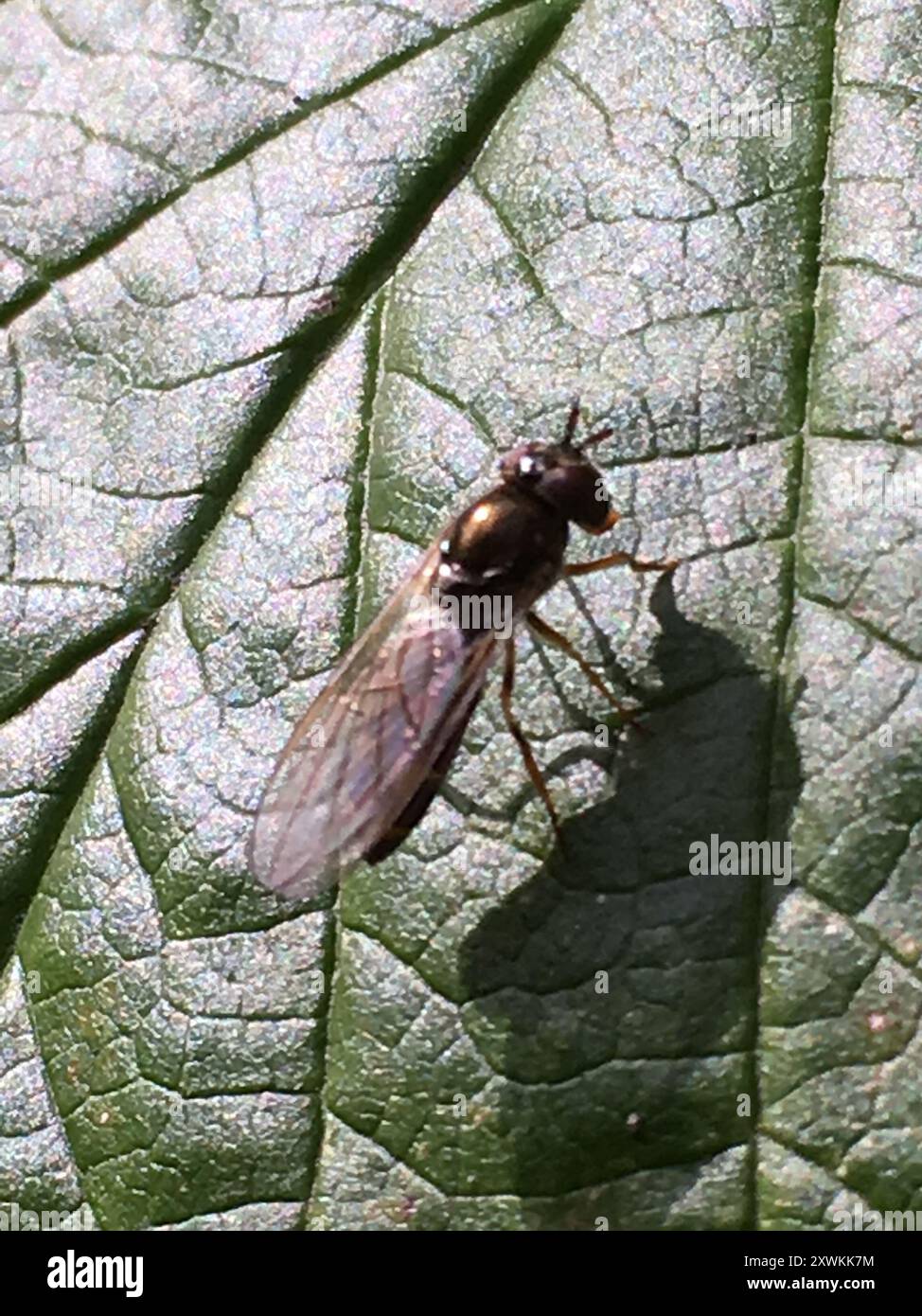 Ladder-backed Hover Fly (Melanostoma scalare) Insecta Stock Photo - Alamy