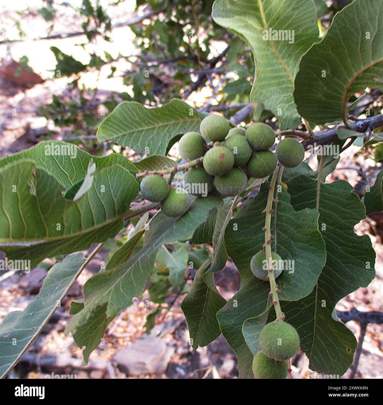 Pappea capensis hi-res stock photography and images - Alamy