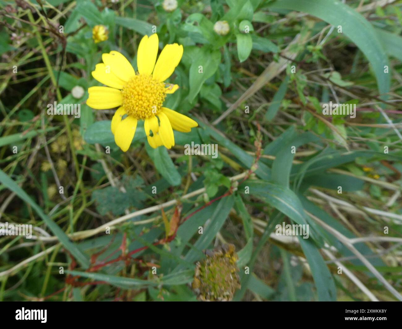 Corn Marigold (Glebionis segetum) Plantae Stock Photo - Alamy