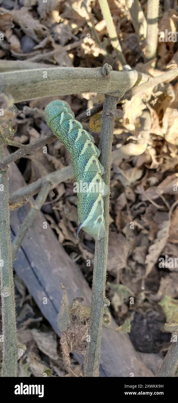 Five-spotted Hawk Moth (Manduca quinquemaculatus) Insecta Stock Photo ...