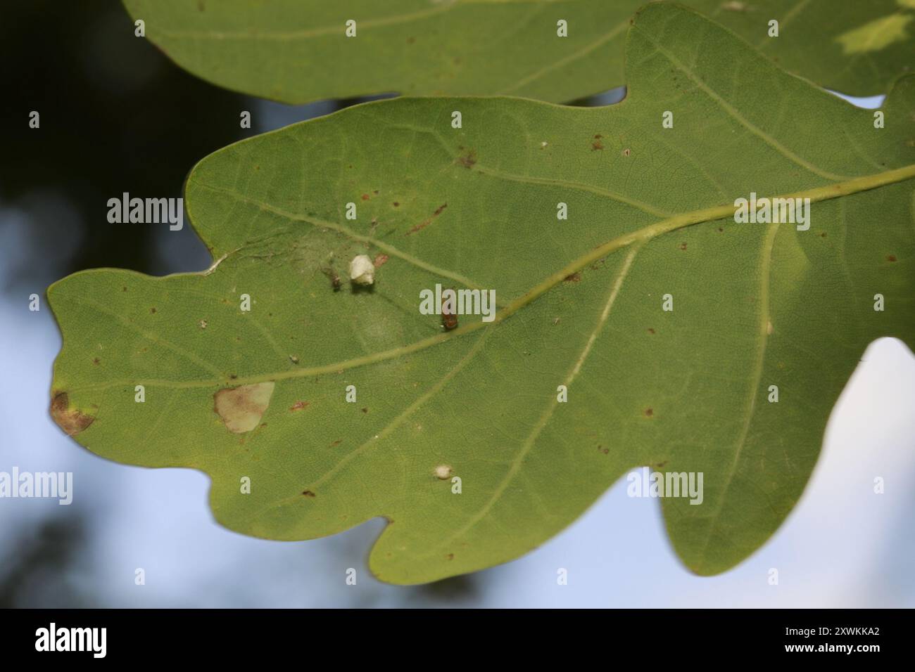 Sputnik Spider (Paidiscura pallens) Arachnida Stock Photo - Alamy