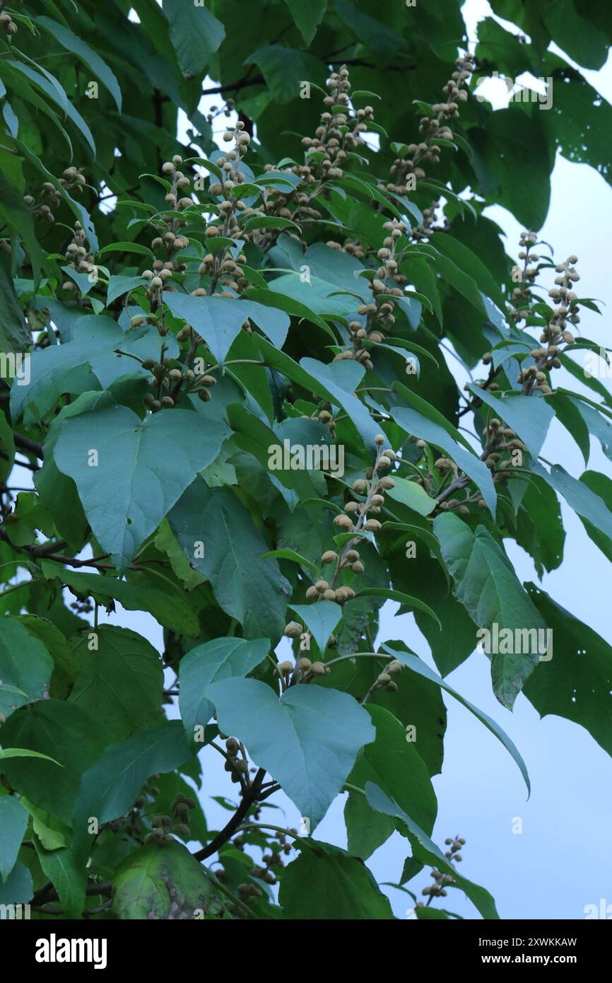 princess tree (Paulownia tomentosa) Plantae Stock Photo - Alamy