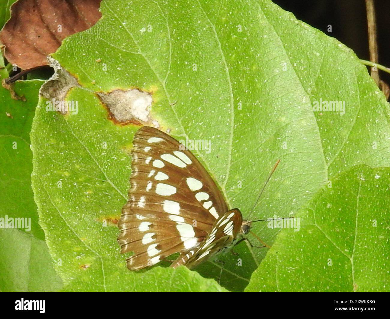 Common Sergeant (Athyma perius) Insecta Stock Photo - Alamy