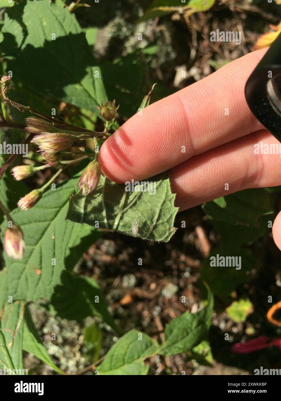 whorled wood aster (Oclemena acuminata) Plantae Stock Photo - Alamy