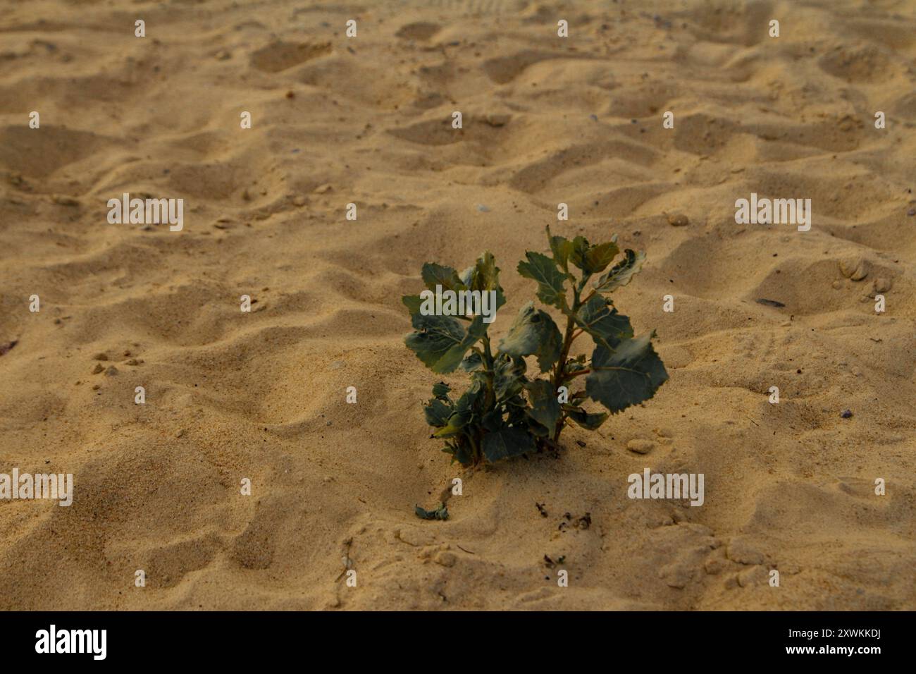 Desert bush growing, stone paving ground Stock Photo - Alamy