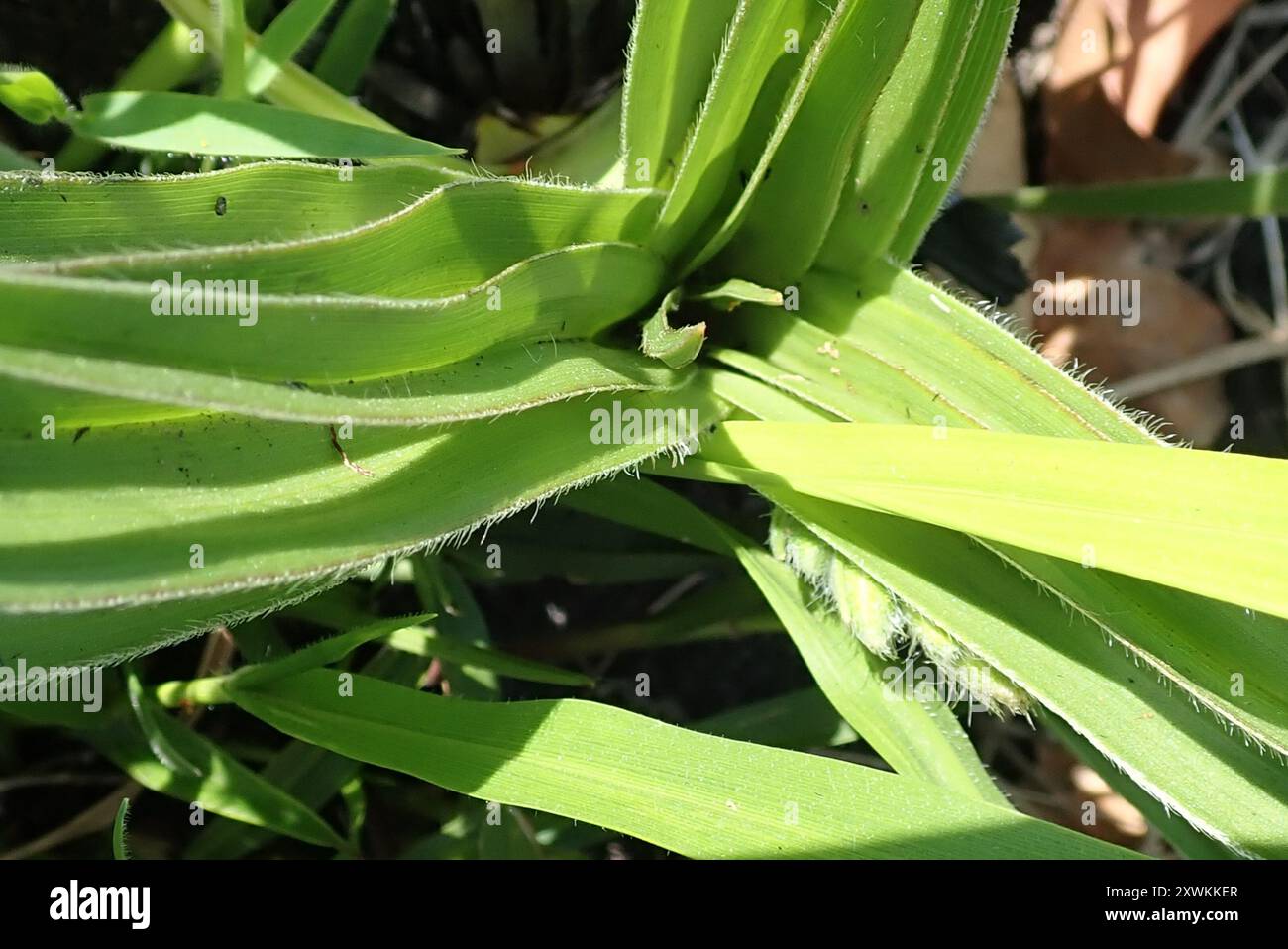African Stargrass (Hypoxis hemerocallidea) Plantae Stock Photo - Alamy