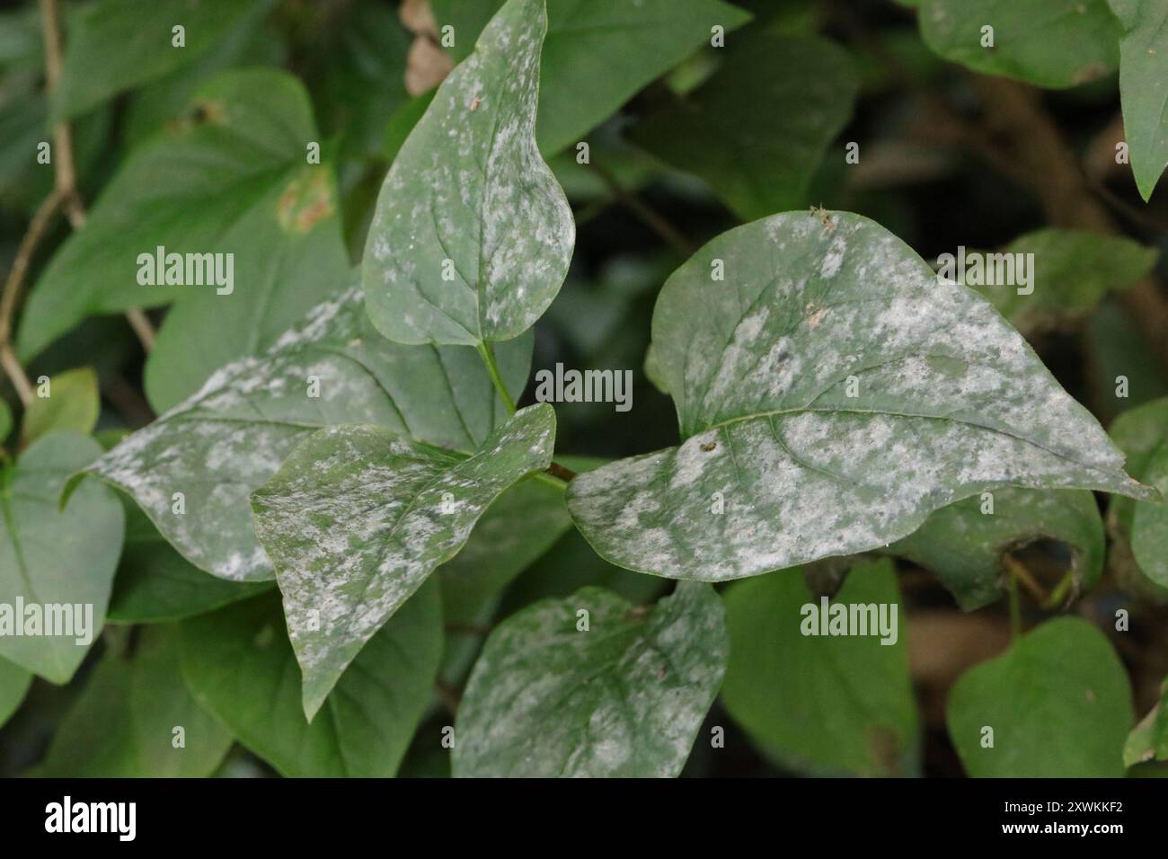 Lilac Powdery Mildew (Erysiphe syringae) Fungi Stock Photo - Alamy