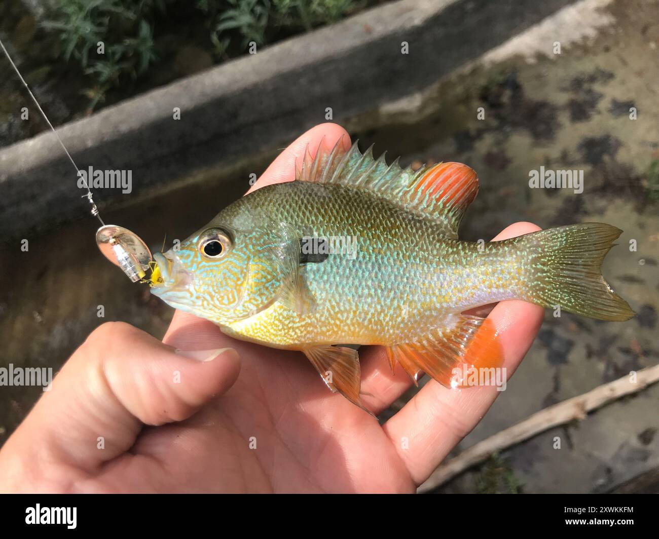 Longear Sunfish Complex (Lepomis megalotis) Actinopterygii Stock Photo ...