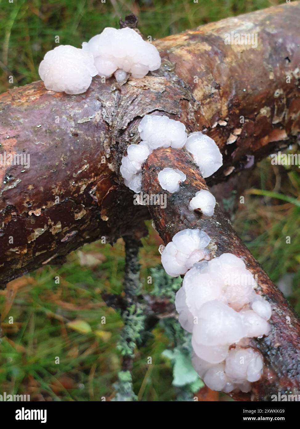 Crystal Brain Fungus (Myxarium nucleatum) Fungi Stock Photo - Alamy