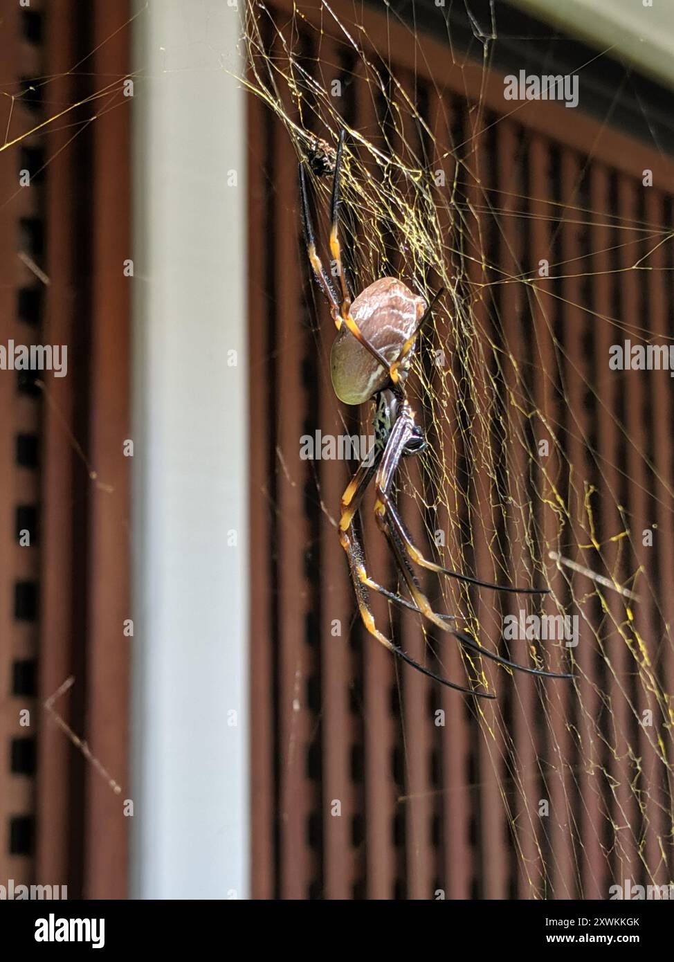 Tiger Spider (Trichonephila plumipes) Arachnida Stock Photo - Alamy