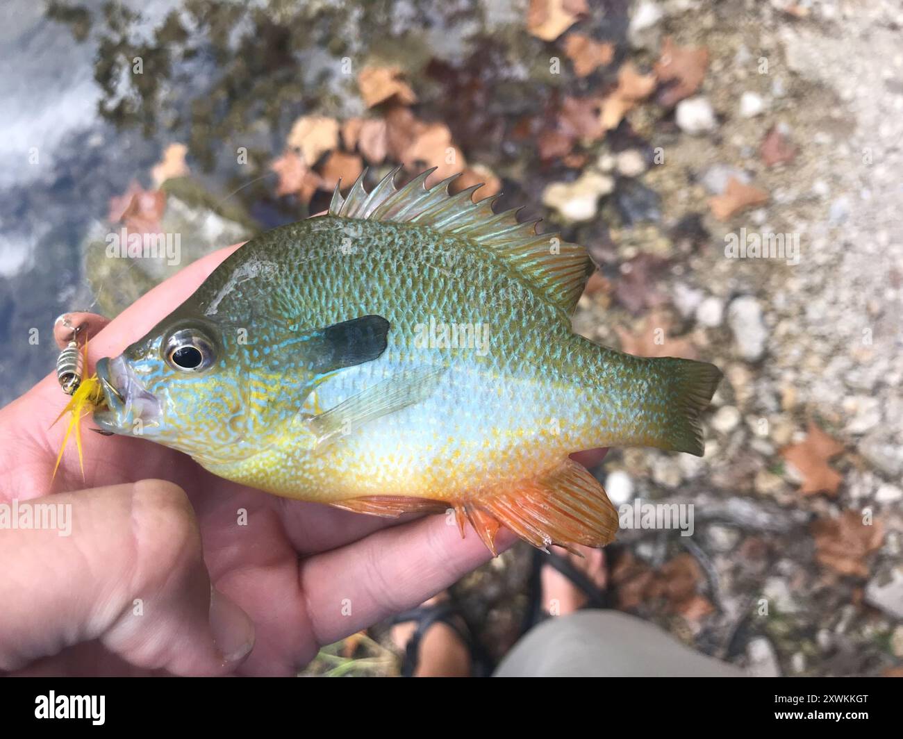 Longear Sunfish Complex (Lepomis megalotis) Actinopterygii Stock Photo ...
