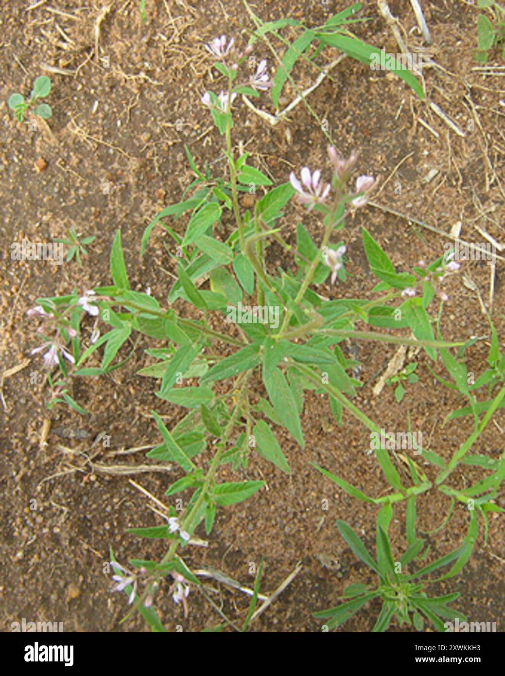 Singleleaf Spindlepod (Cleome monophylla) Plantae Stock Photo - Alamy