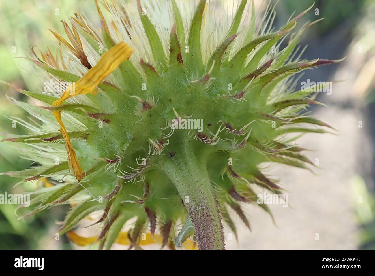 Bristle African Thistle (Berkheya setifera) Plantae Stock Photo - Alamy