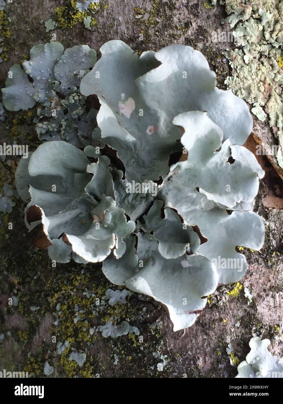 Ruffle Lichens (Parmotrema) Fungi Stock Photo - Alamy