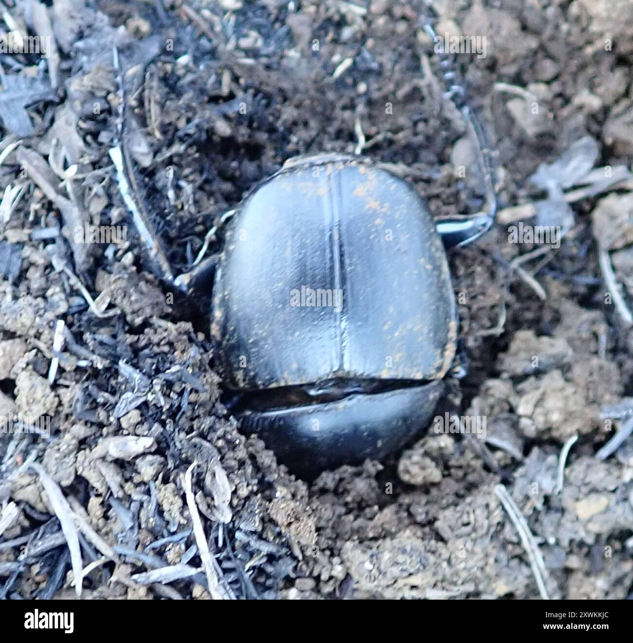 True Dung Beetles (Scarabaeus) Insecta Stock Photo - Alamy