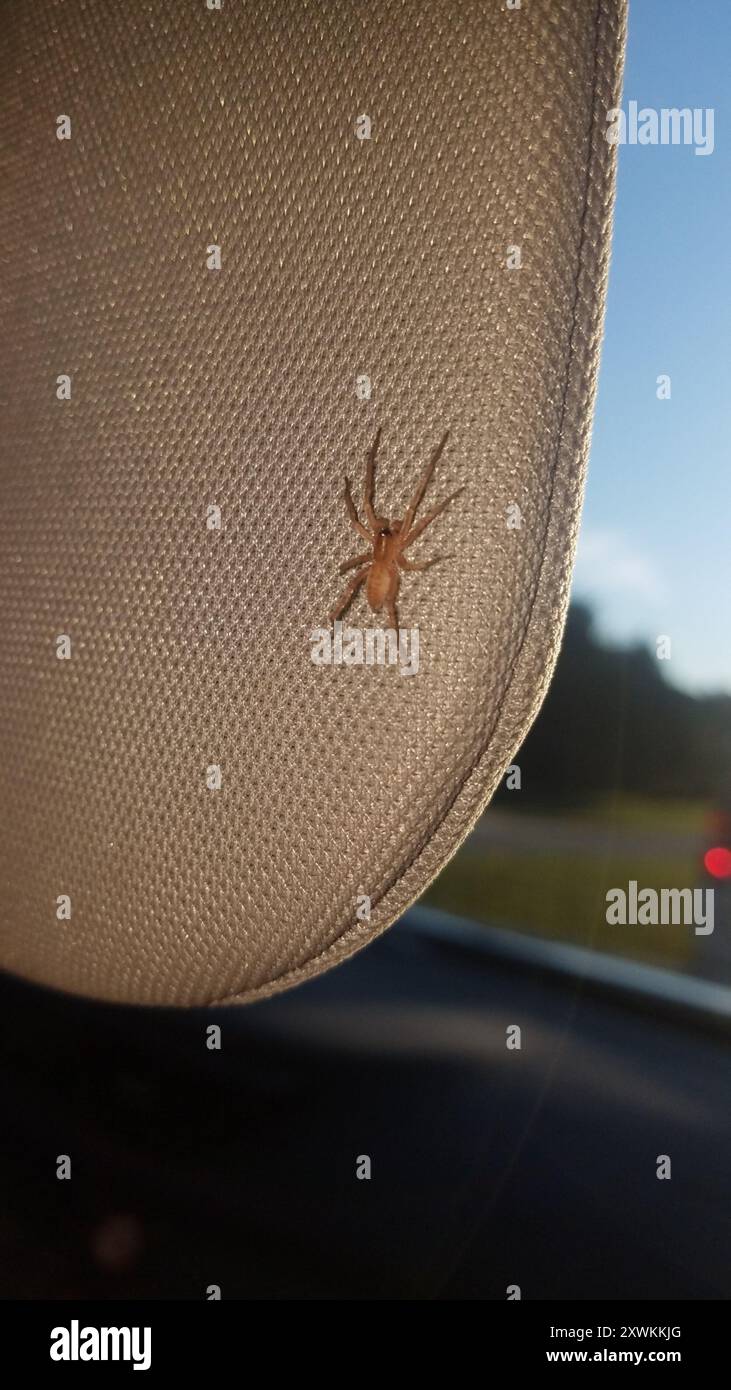 Ghost Spiders (Anyphaenidae) Arachnida Stock Photo - Alamy