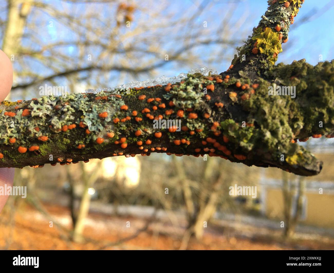 Coral Spot (Nectria cinnabarina) Fungi Stock Photo - Alamy