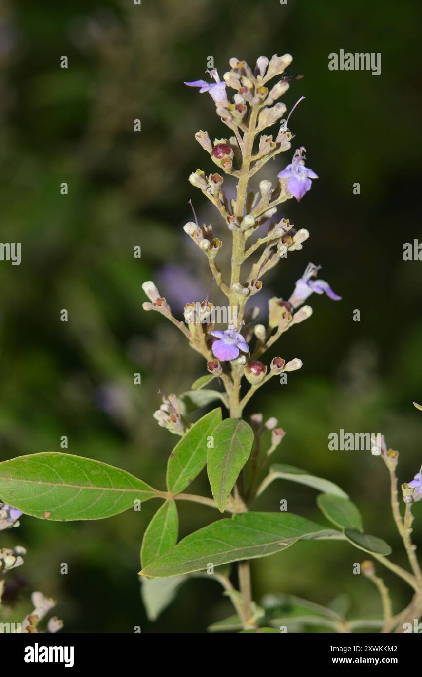 Five-leaved chaste tree (Vitex negundo) Plantae Stock Photo - Alamy