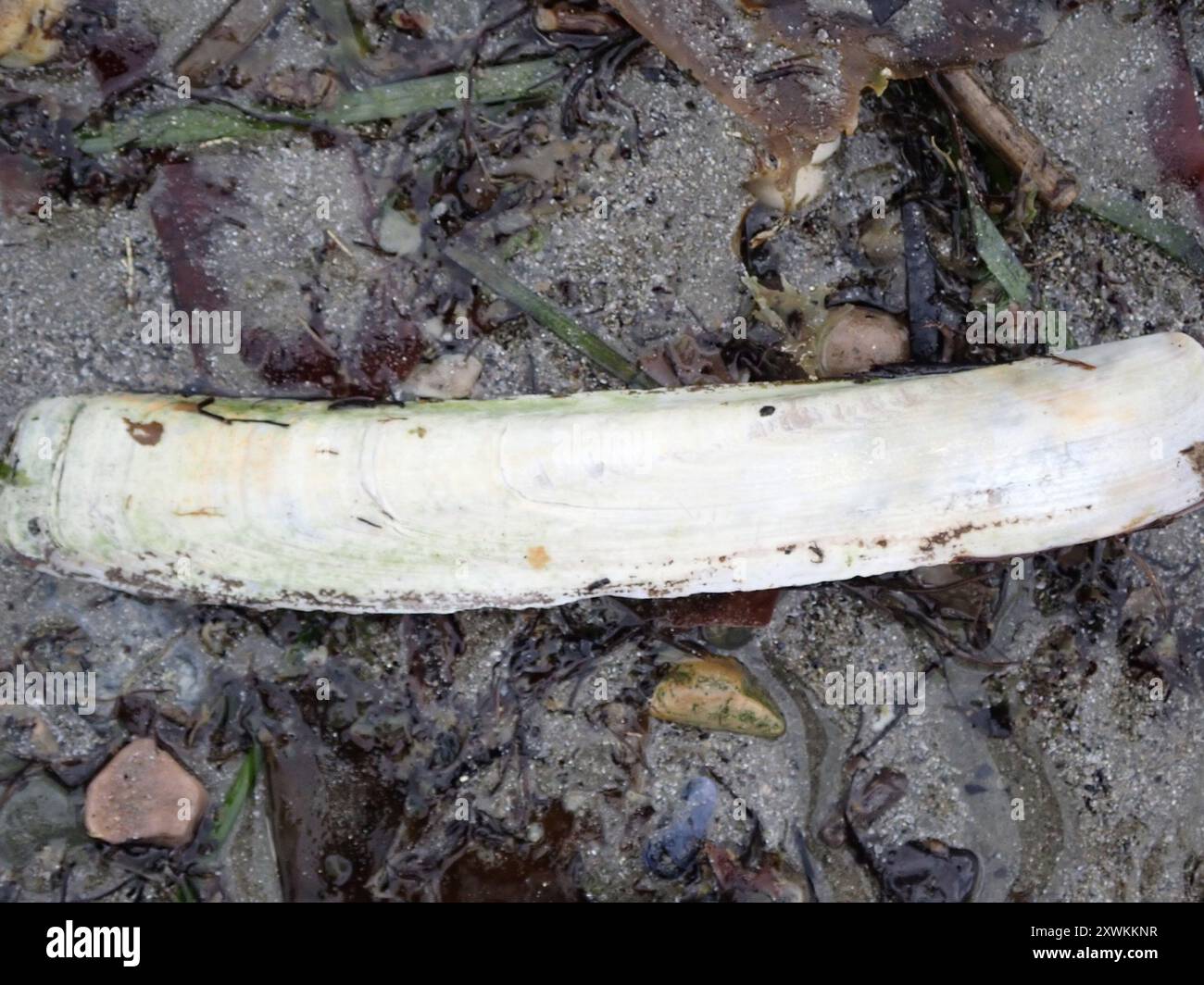 Atlantic Jackknife (Ensis leei) Mollusca Stock Photo - Alamy