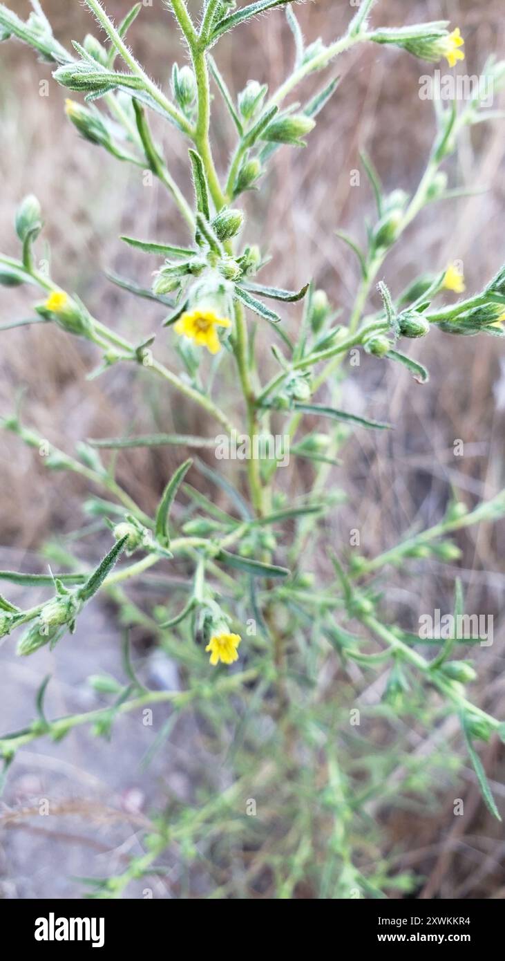 Stinkwort (Dittrichia graveolens) Plantae Stock Photo - Alamy