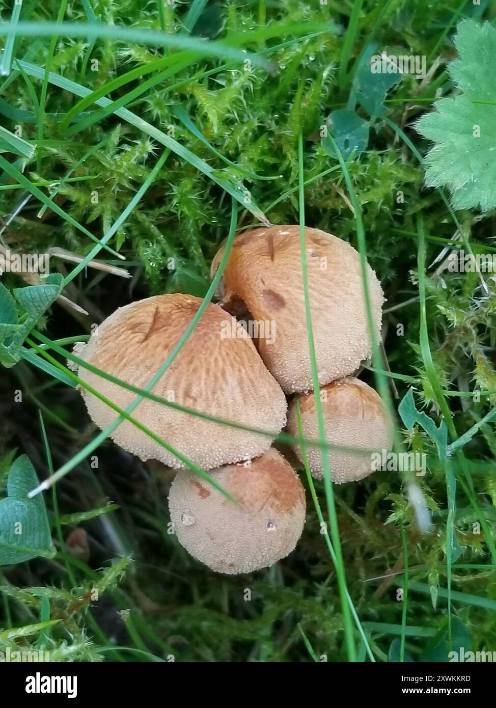 Powdercaps (Cystoderma) Fungi Stock Photo - Alamy
