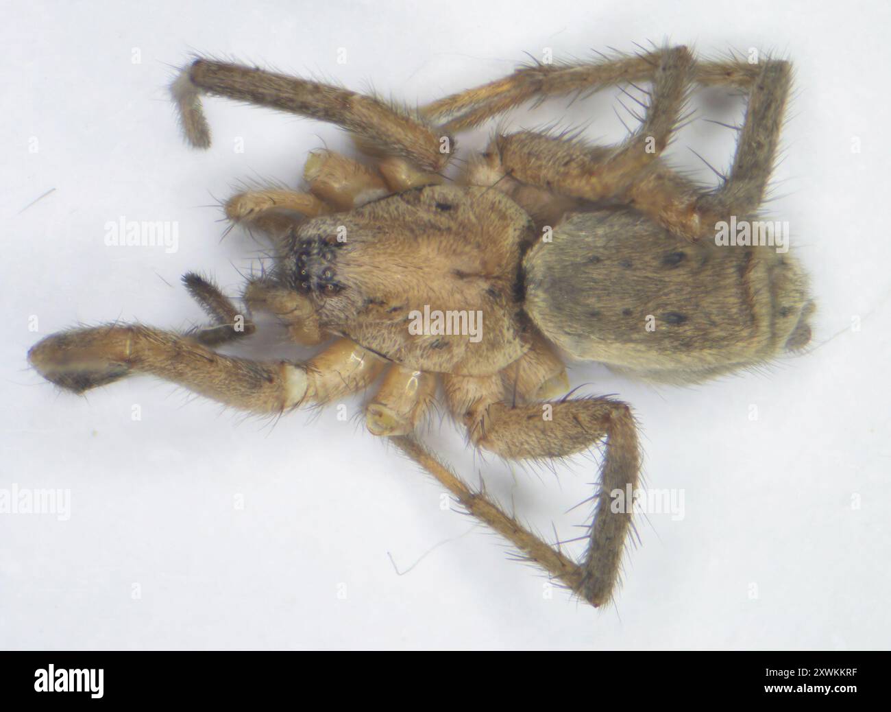 Nomisia Ground Spiders (Nomisia) Arachnida Stock Photo - Alamy