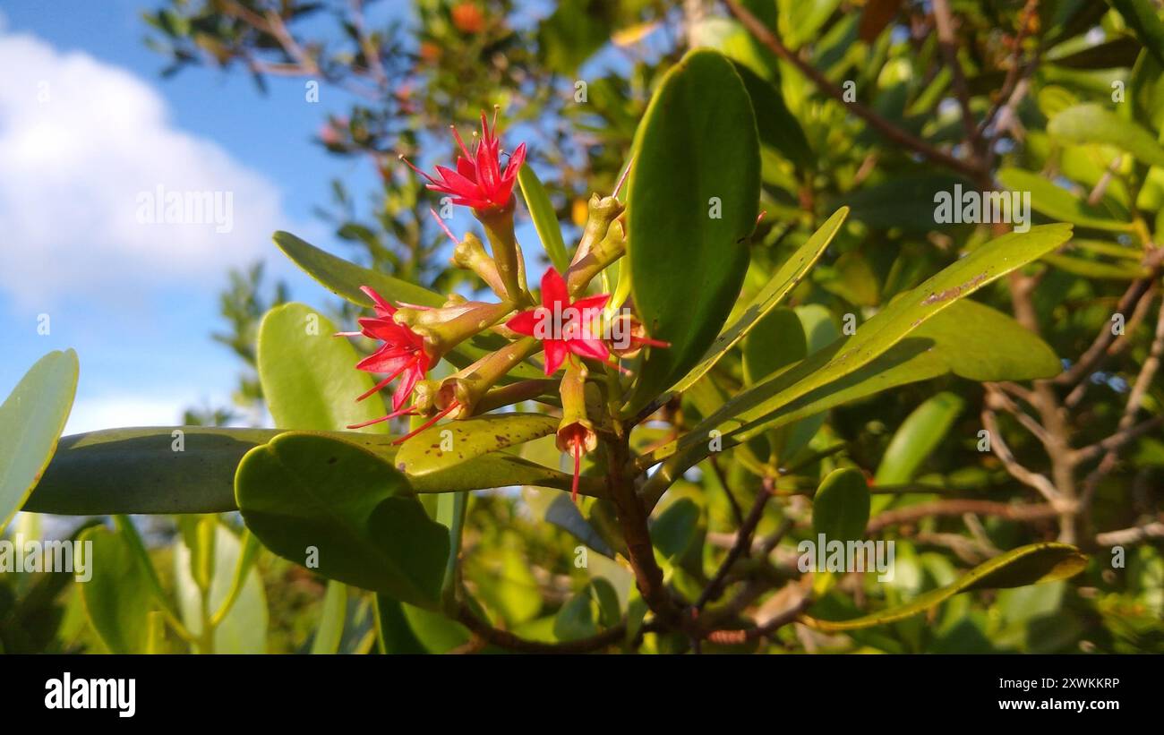 black mangrove (Lumnitzera littorea) Plantae Stock Photo - Alamy