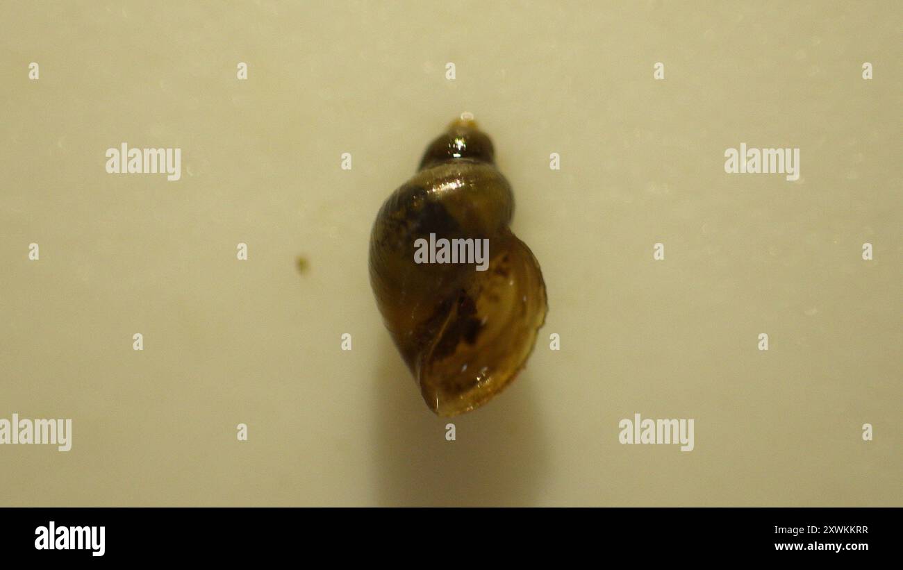 Pond Snails, Bladder Snails, and Allies (Lymnaeoidea) Mollusca Stock ...