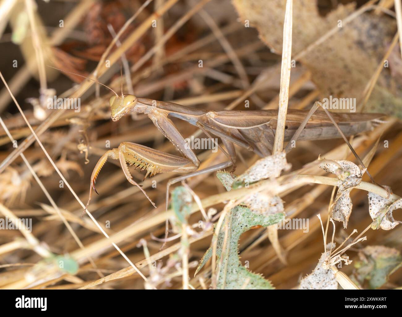 European Mantis (Mantis religiosa) Insecta Stock Photo - Alamy