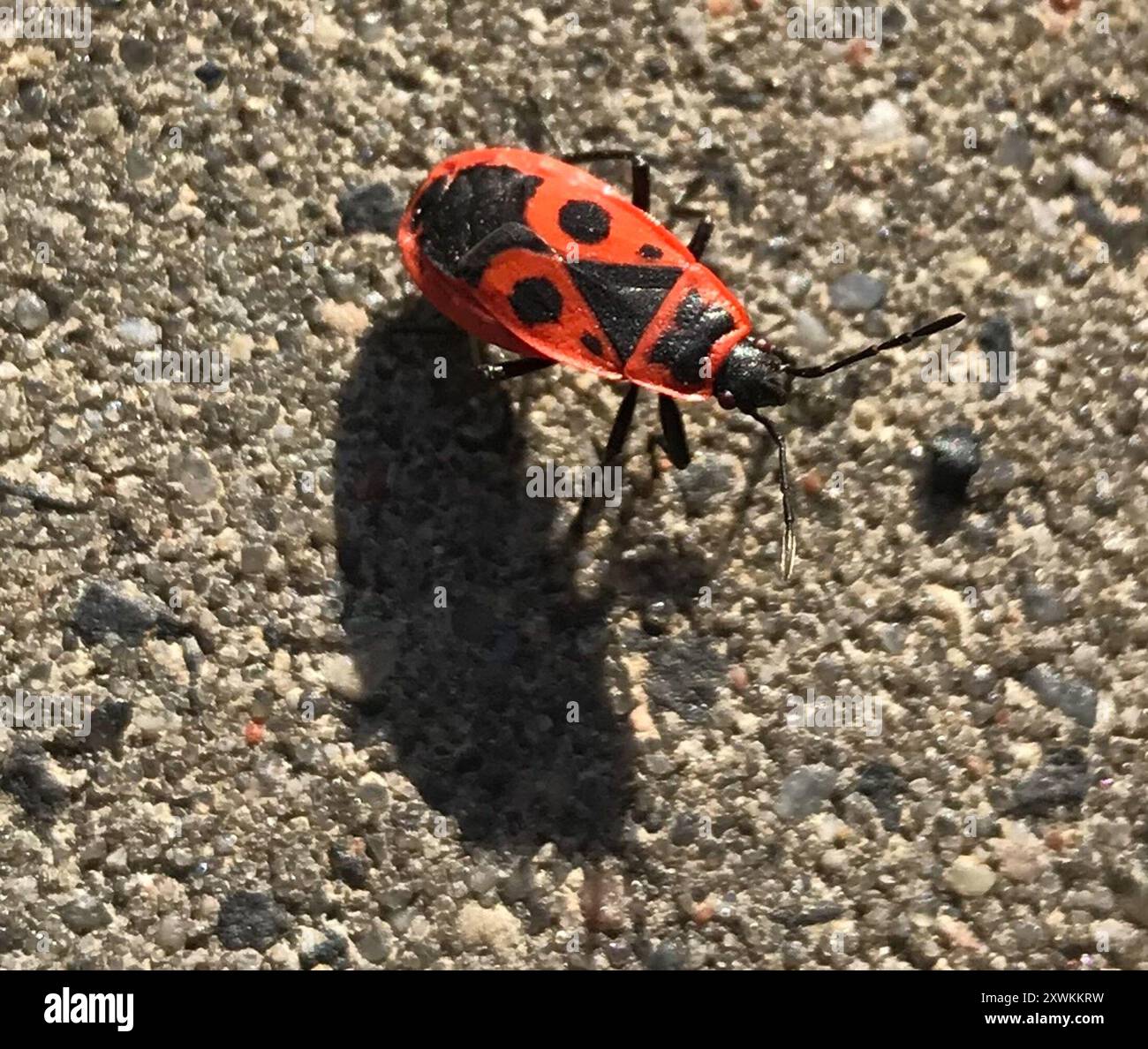 European Firebug (Pyrrhocoris apterus) Insecta Stock Photo - Alamy