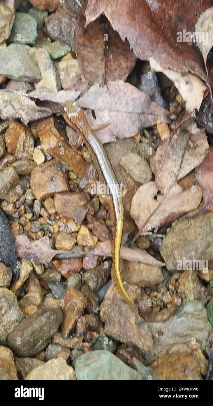 Northern Two-lined Salamander (Eurycea bislineata) Amphibia Stock Photo ...