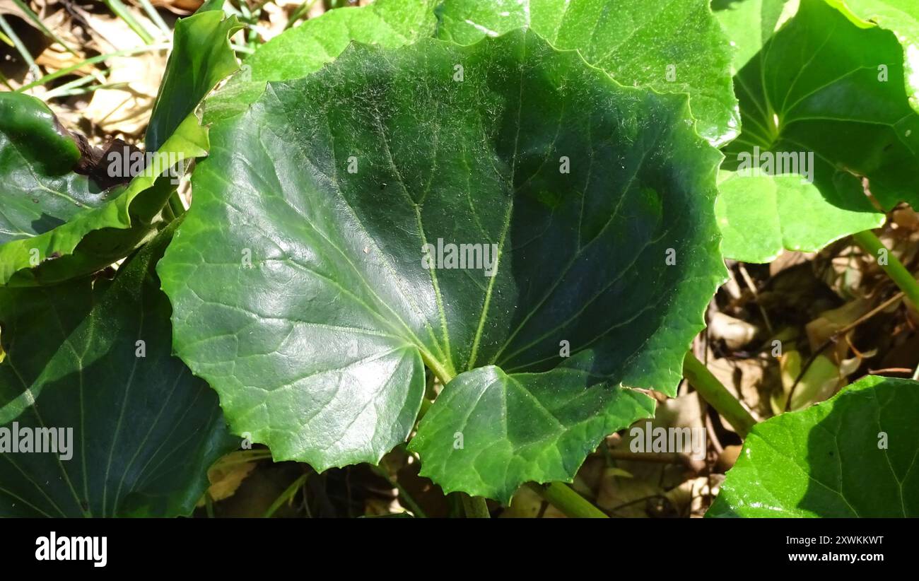 leopard-plant (Farfugium japonicum) Plantae Stock Photo - Alamy