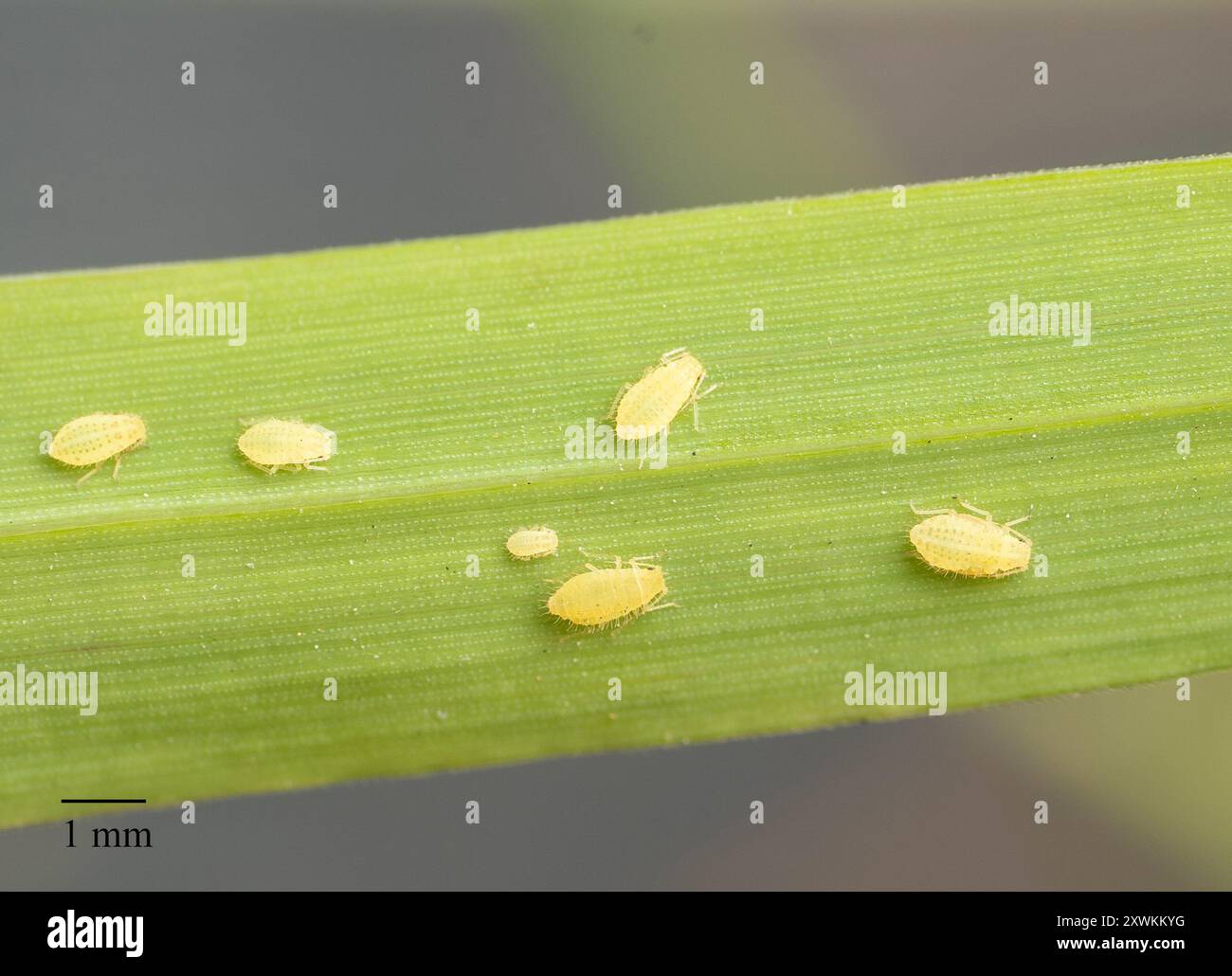 Yellow Sugarcane Aphid (Sipha flava) Insecta Stock Photo - Alamy