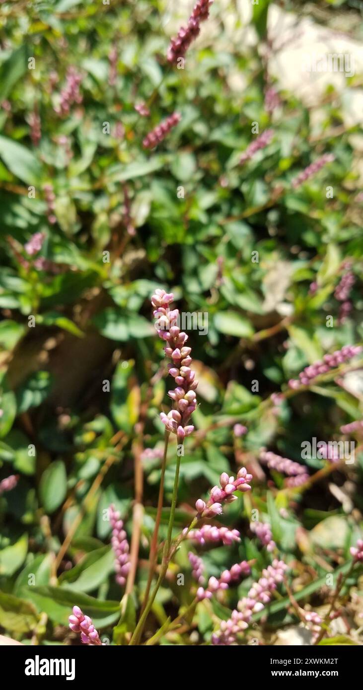 low smartweed (Persicaria longiseta) Plantae Stock Photo - Alamy